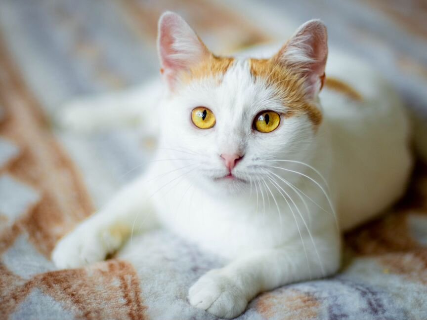 Кошка в добрые руки