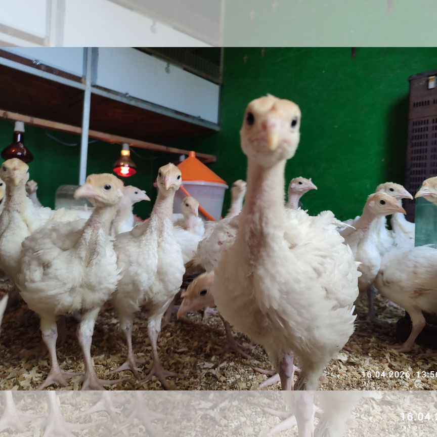 Индюки 1 месяц