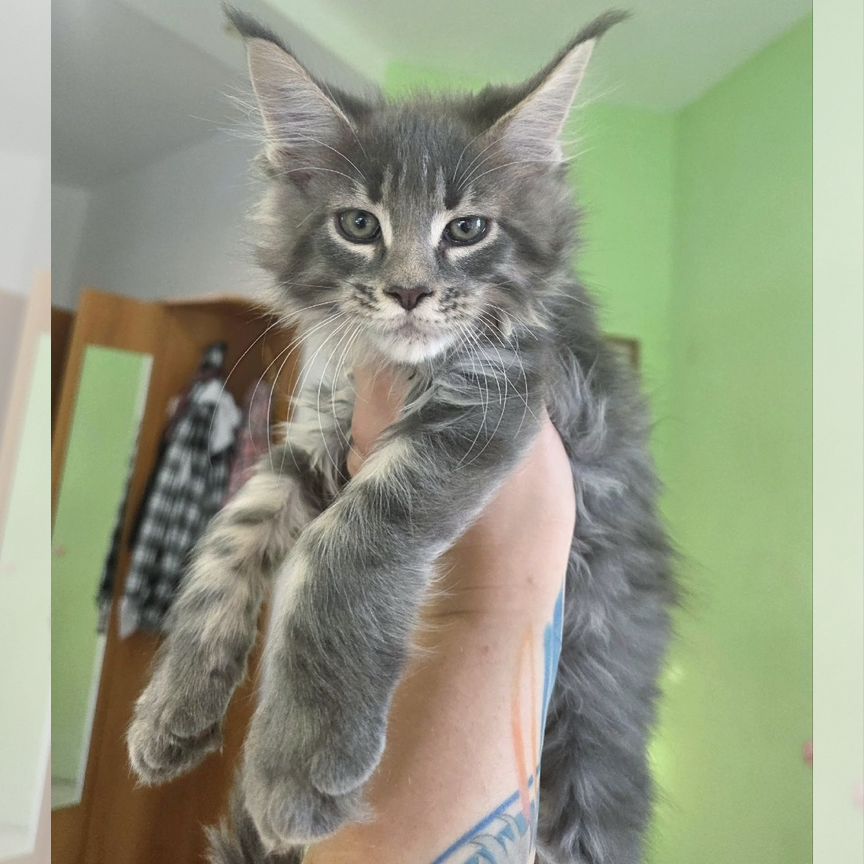 Мейн-кун котёнок