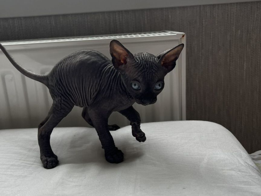 Канадский сфинкс котенок