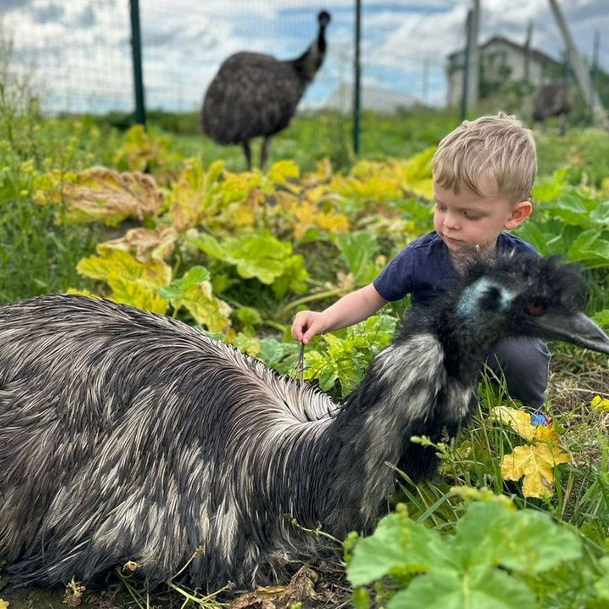 Страусята и яйца для инкубирования