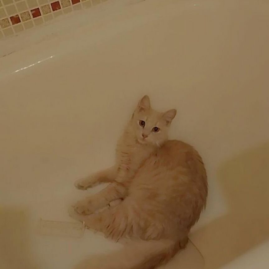 Мейн-кун котёнок