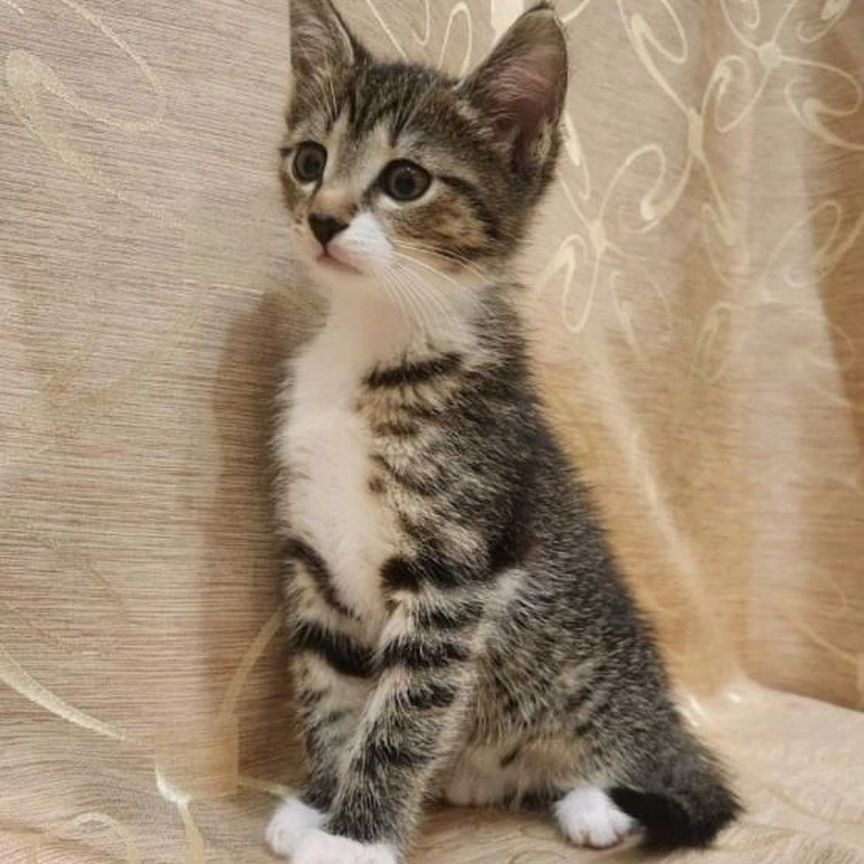 Котята ищут дом