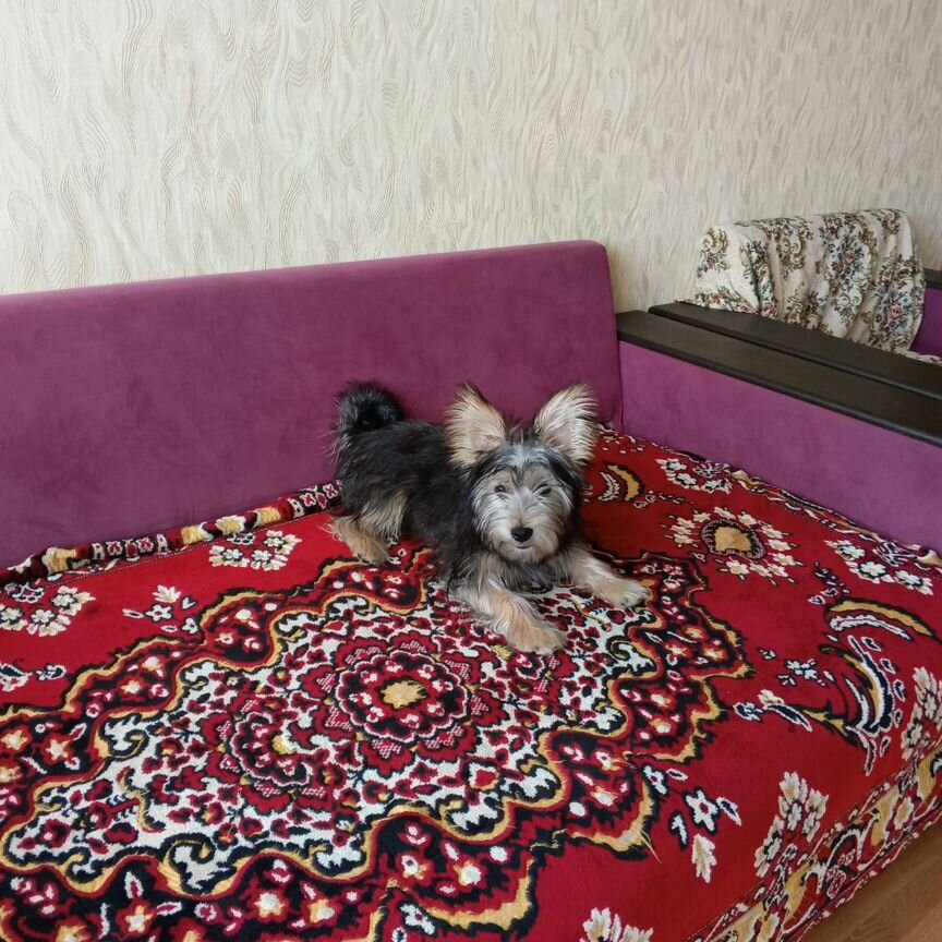 Пес 5 мес, активный, к туалету приучен