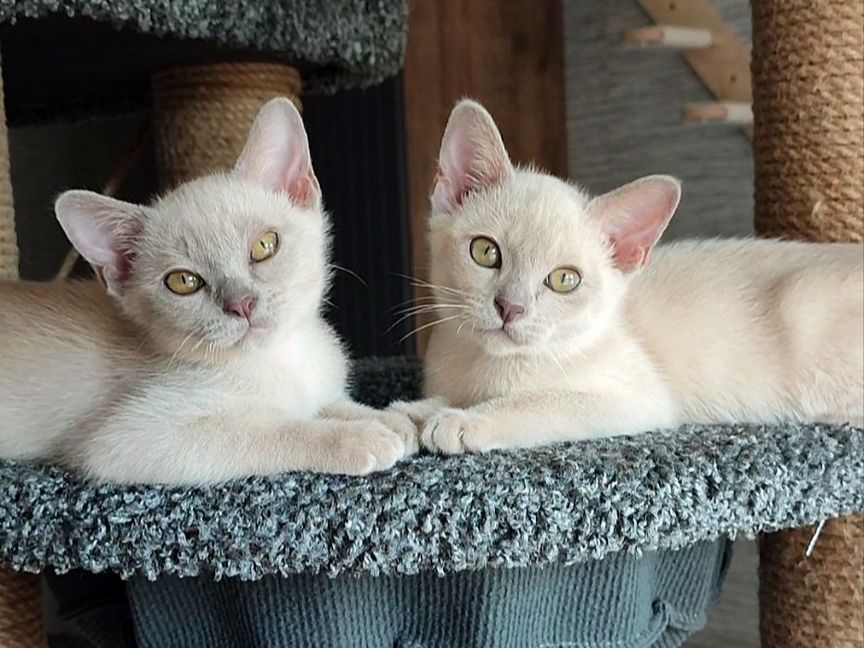 Лиловые бурманские котята 3 месяца
