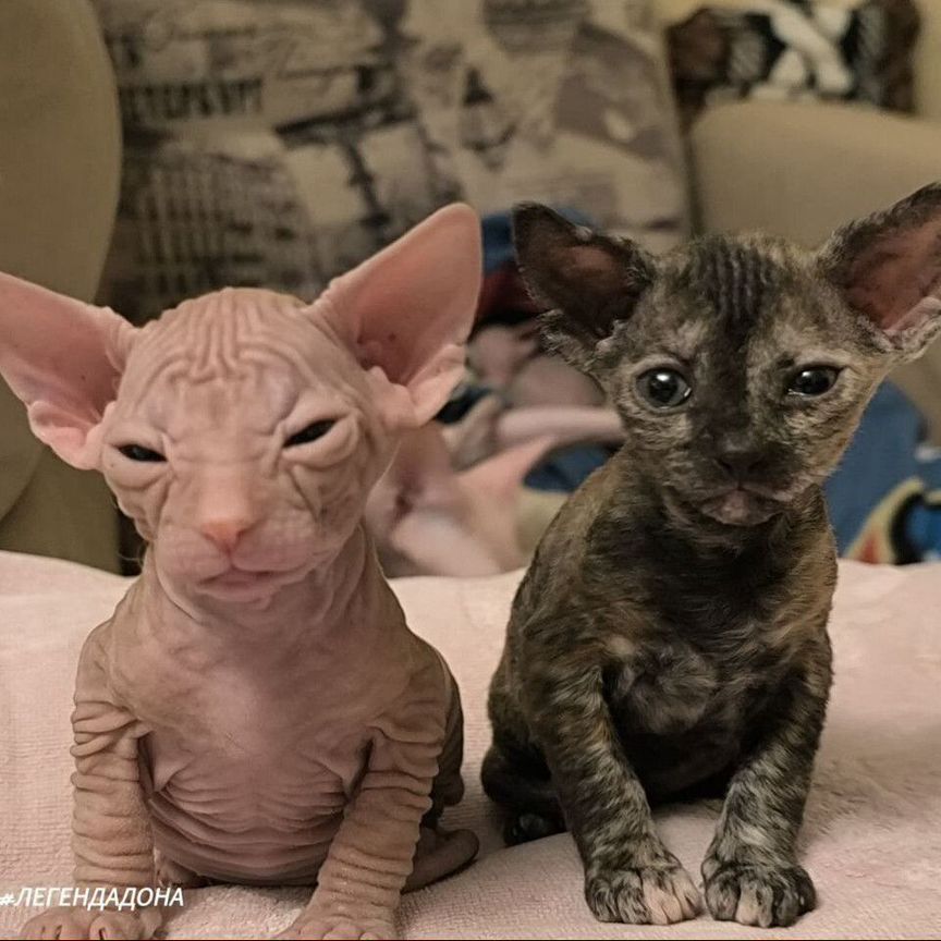 Донской сфинкс котята
