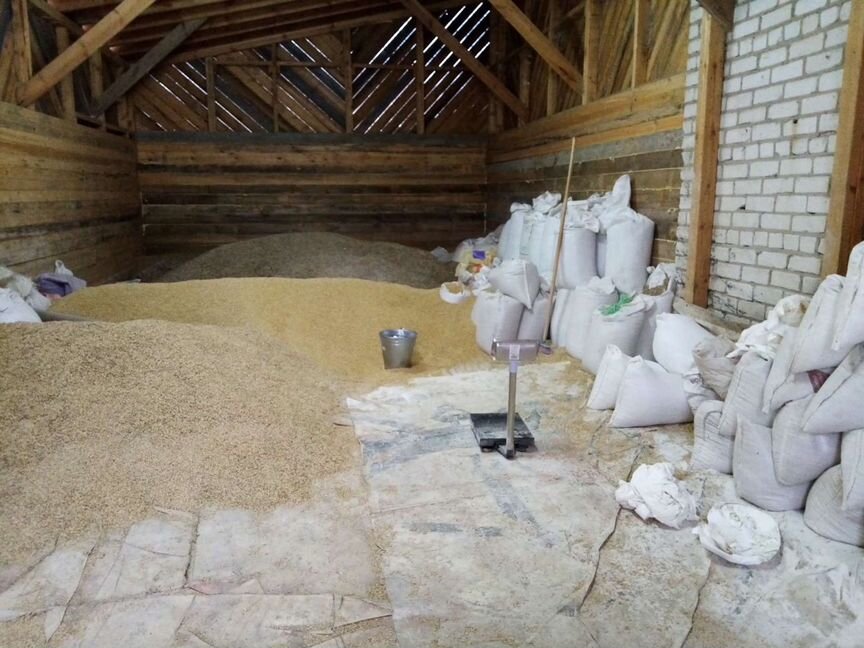 Зерно пшеница ячмень кукуруза овес отруби