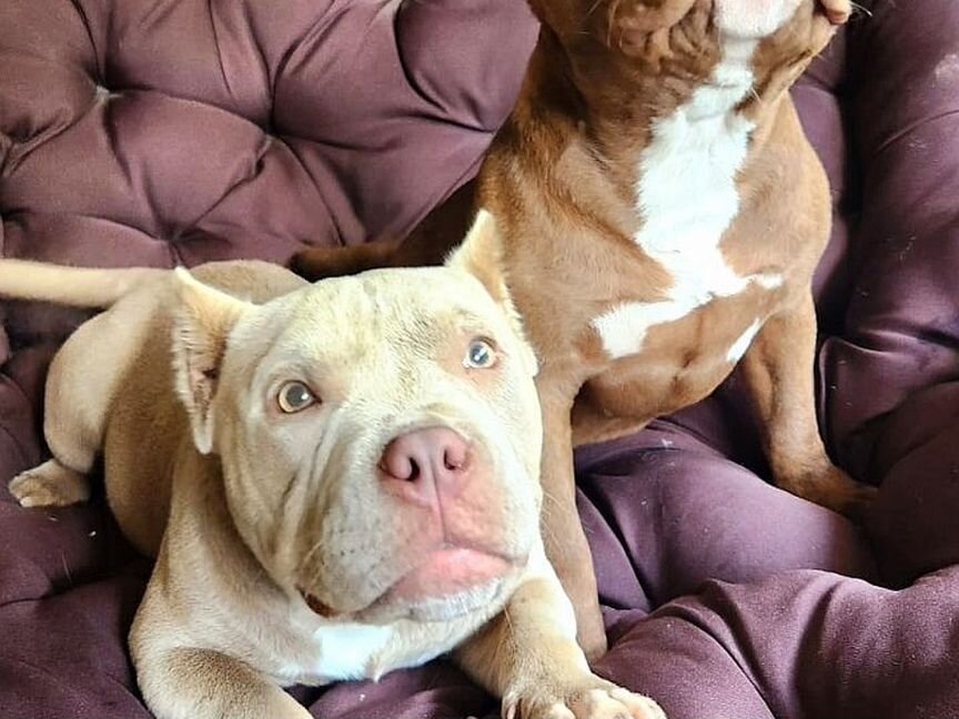 Американский булли покет экзот