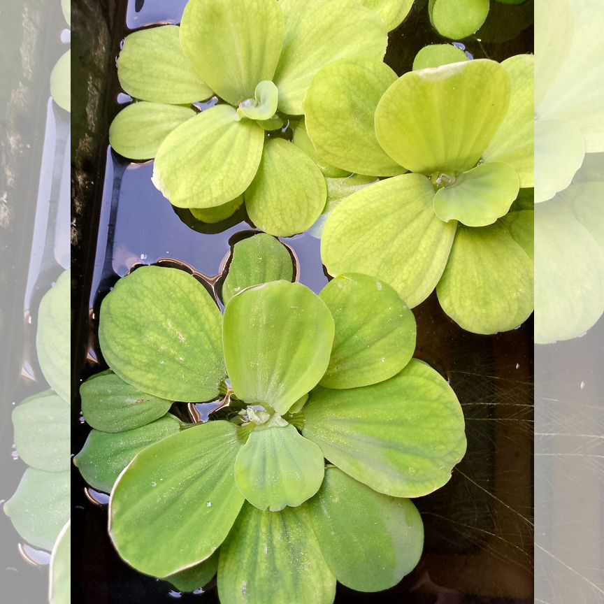 Растения пистия