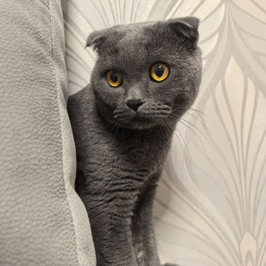 Шотландская вислоухая