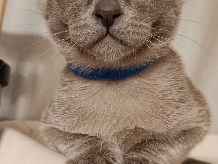 Бурманские котята