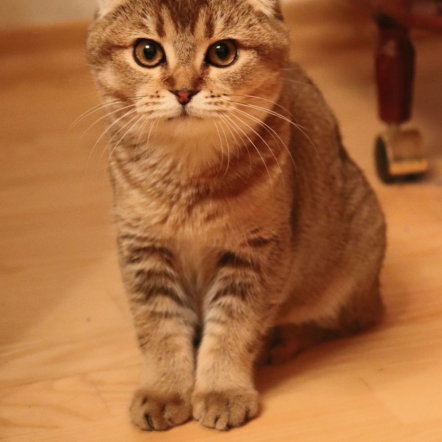 Шотландский котенок