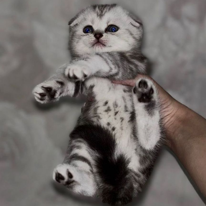 Шотландские вислоухие котята шиншилла