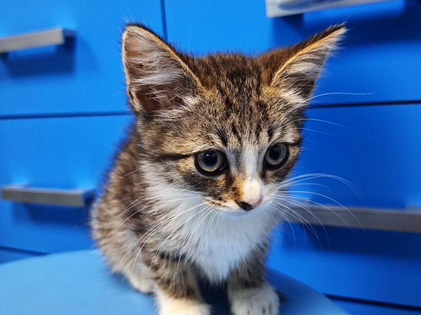 Котенок Манечка