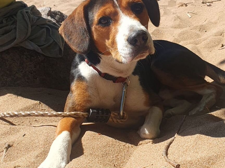 Пес ищет новых хозяев