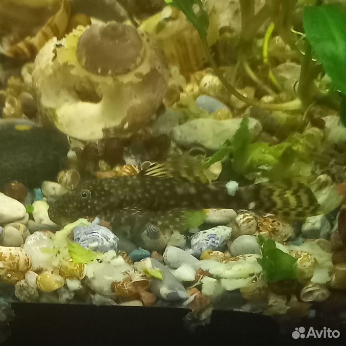 Продам сомиков анцистров