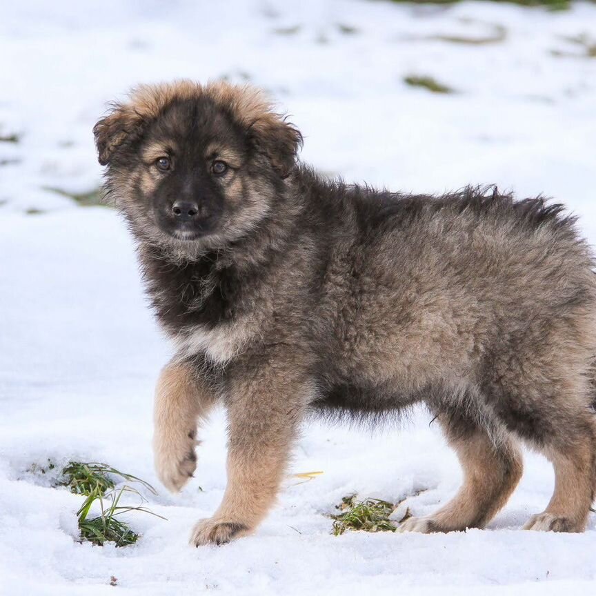 Щенок мальчик 2,5 месяца в добрые руки