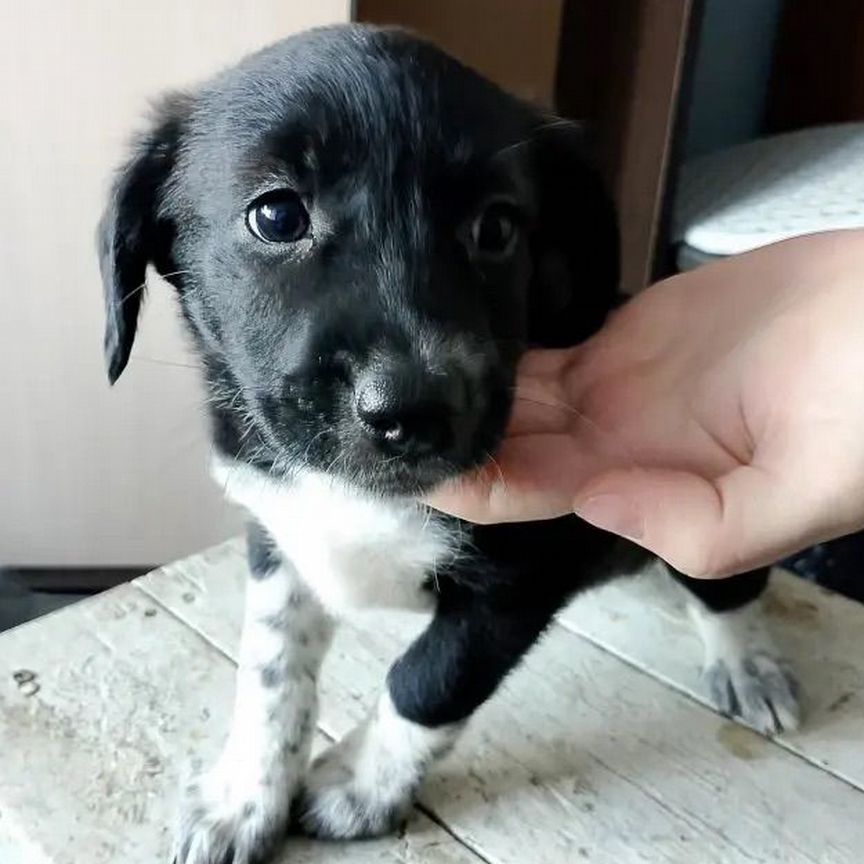 Русский охотничий спаниель, щенок