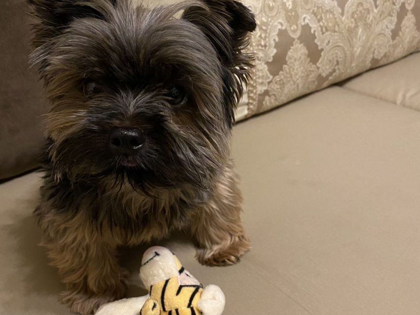 Вязкайорерский Терер Мини