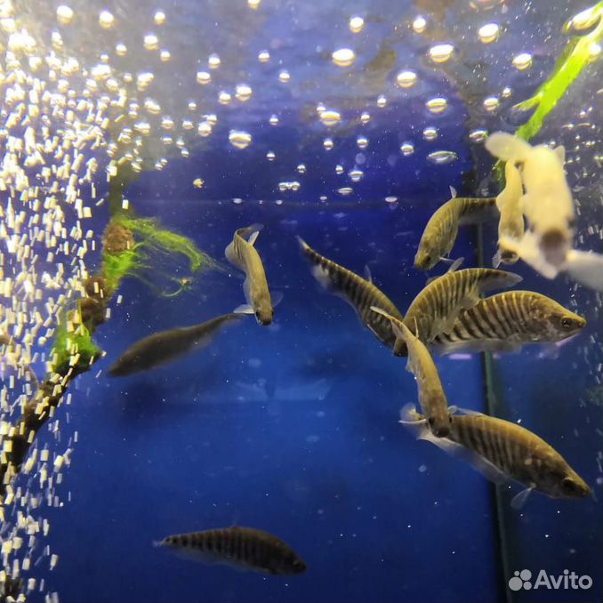 Нож Индийский клоун (Chitala ornata)