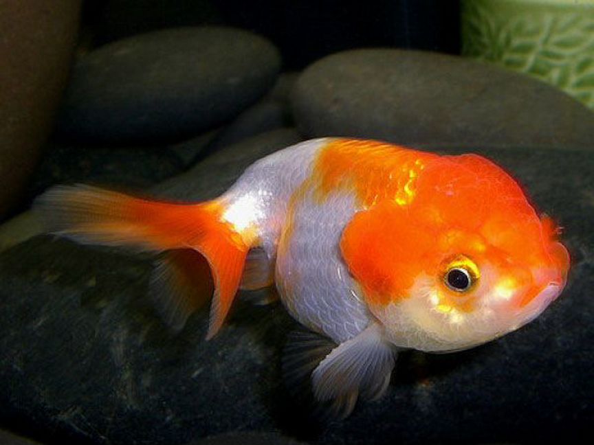 Ранчу (Ranchu Goldfish) красно-белый