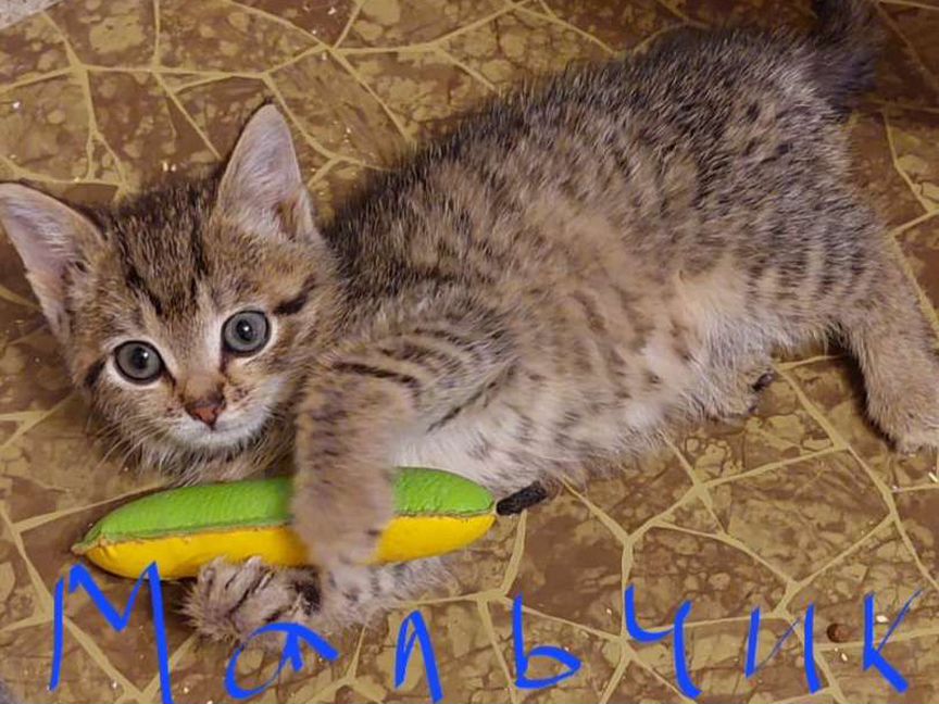 Котята рыжие, полосатые, черно белые от 1,5 мес