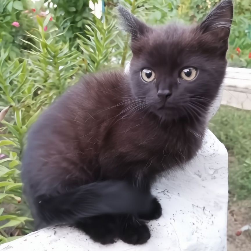 Котенок в добрые руки