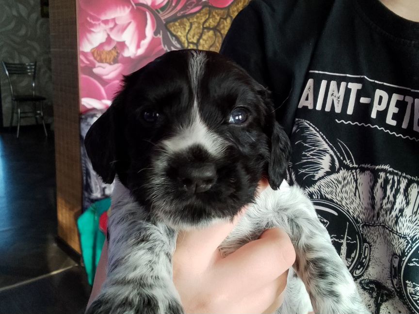 Русский охотничий спаниель щенки