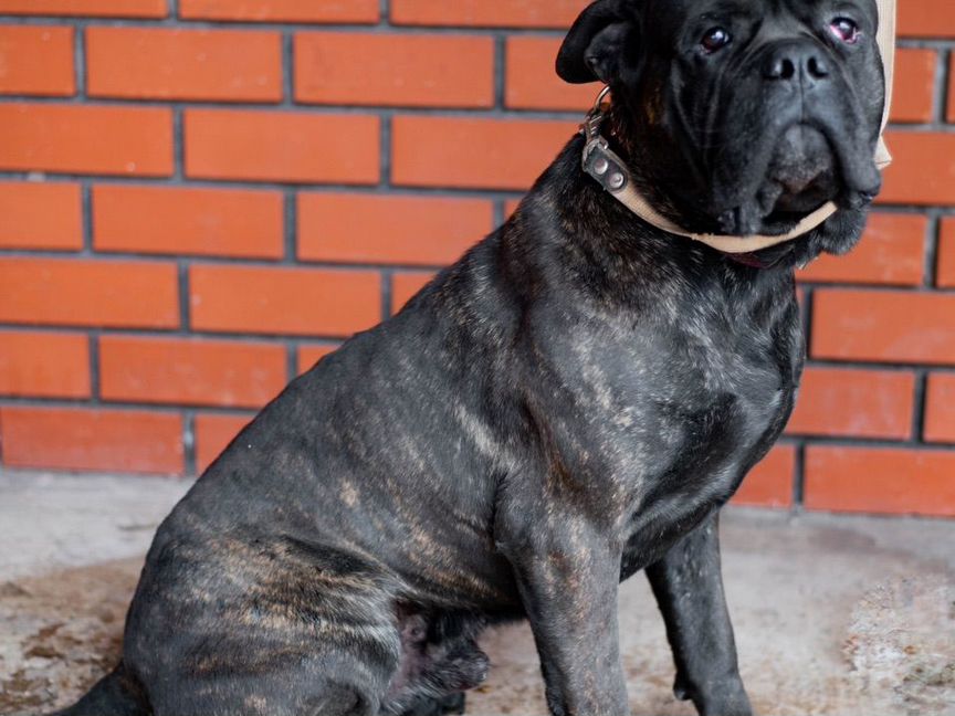 Кобель кане корсо бесплатно