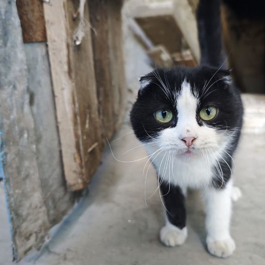 Шотландский вислоухий короткошёрстный, взрослый кот