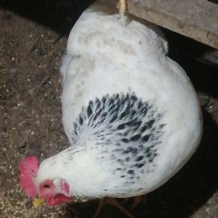 Петух адлерская серебристая