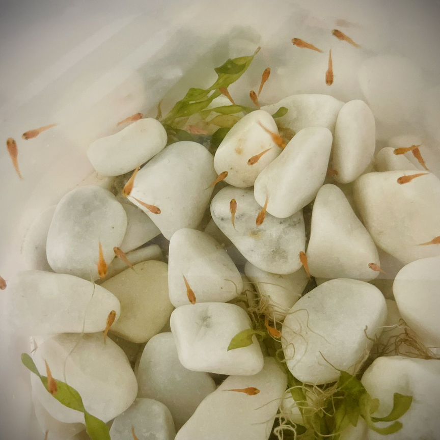 Мальки меченосцев