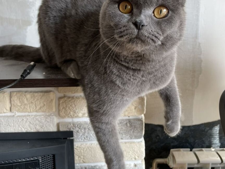 Кошка британская на вязку