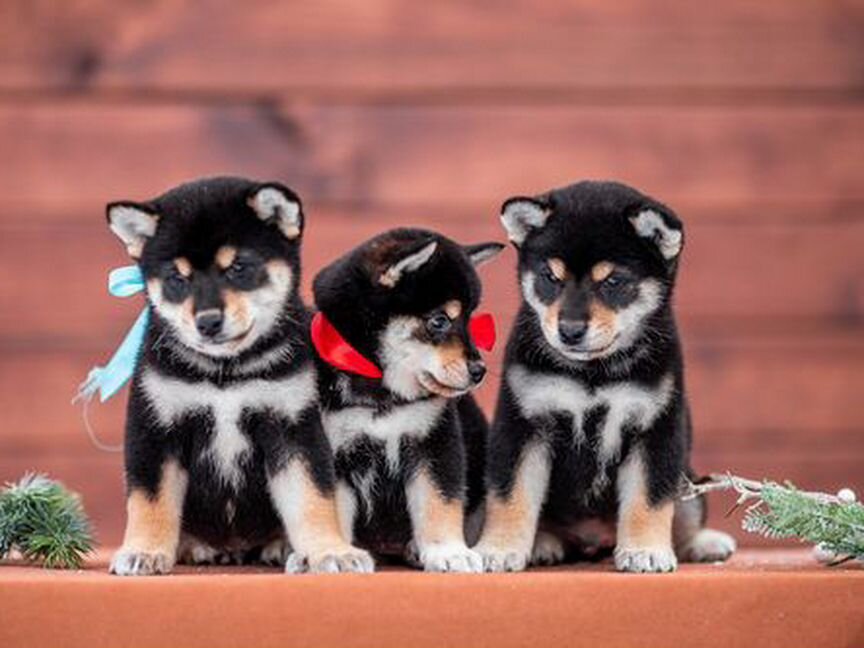 Сиба ину,щенки от Гранд чемпиона -фото реальны