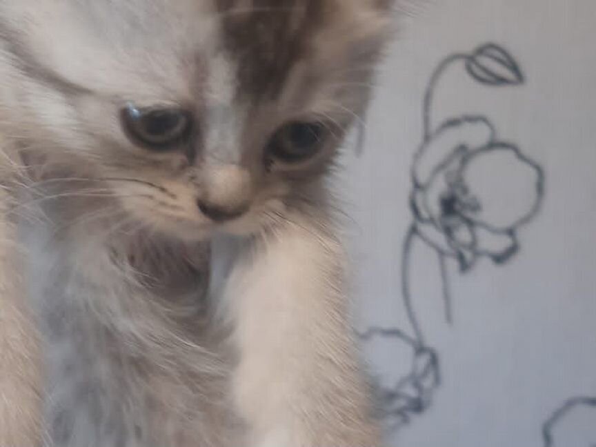 Шотландские вислоухие котята