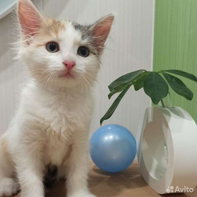 Котенок девочка Бэлль трёхцветная на удачу в дар