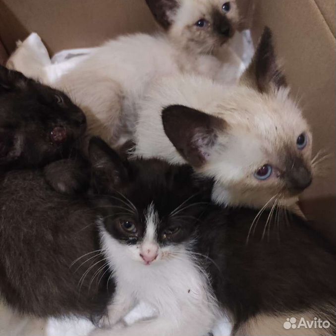 Выкинули малышей