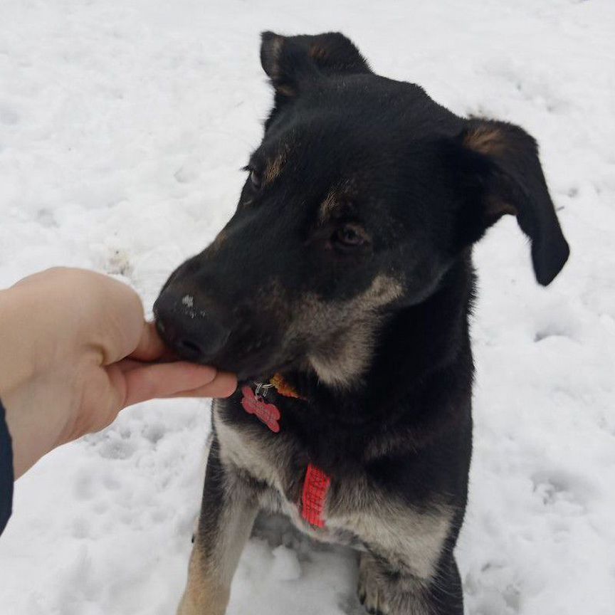 Ищем добрые руки для щенка