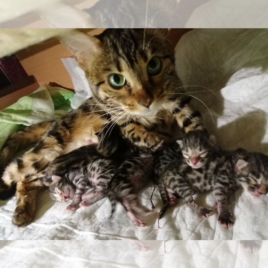 Бенгальские котята