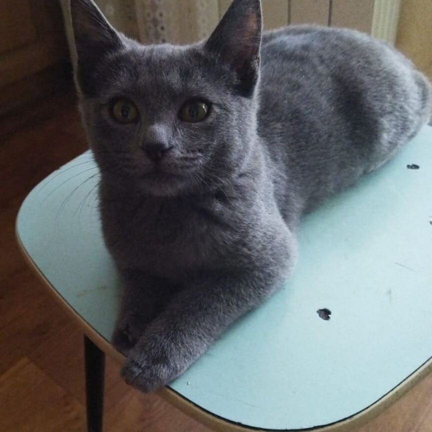 Отдам в добрые руки котика