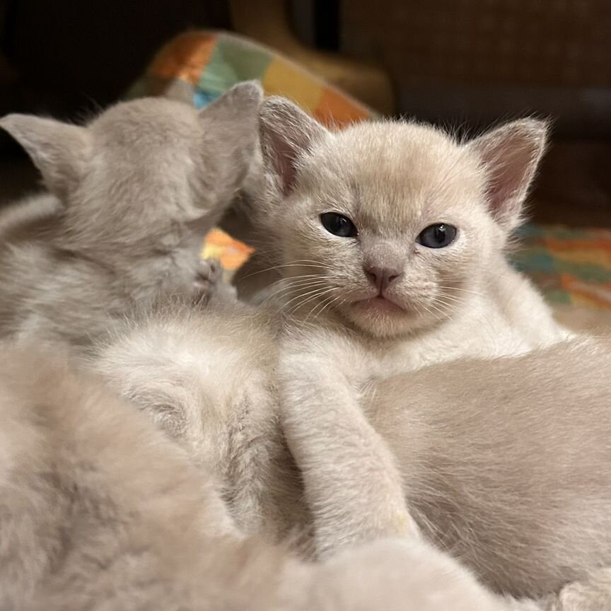 Лиловые мальчики бурма бурманские