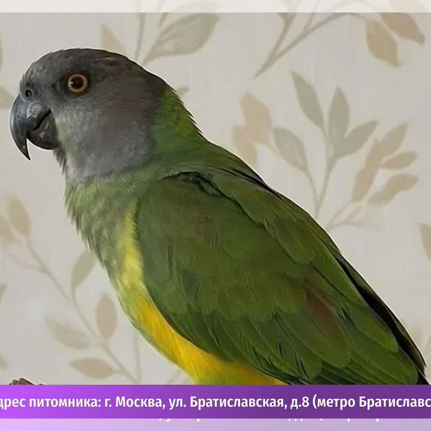 Попугай Синегальский