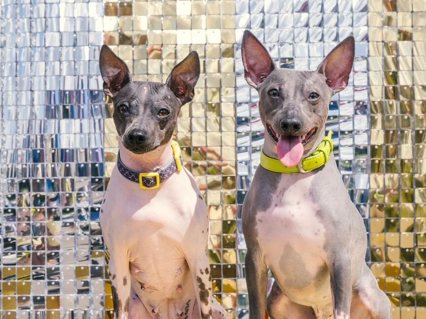 Американский голый терьер (нет шерсти)