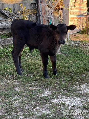 Бычок 1 месяц