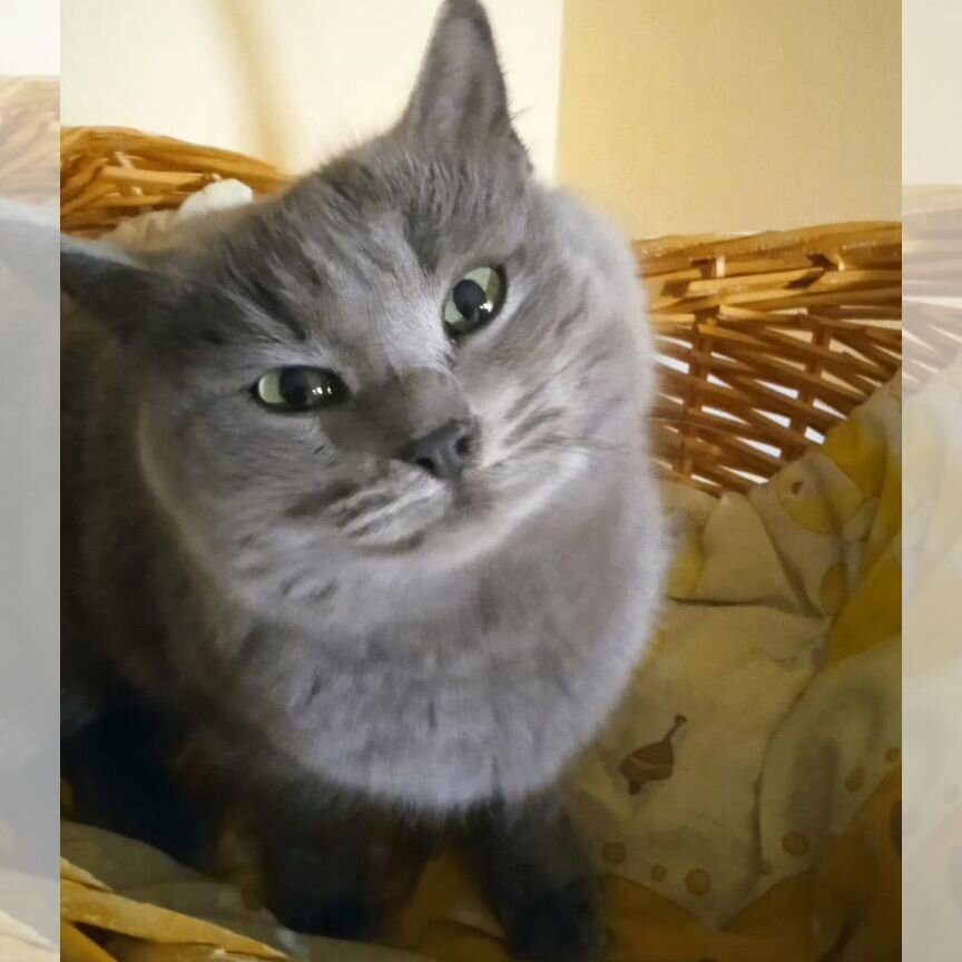 Милая кошечка британка