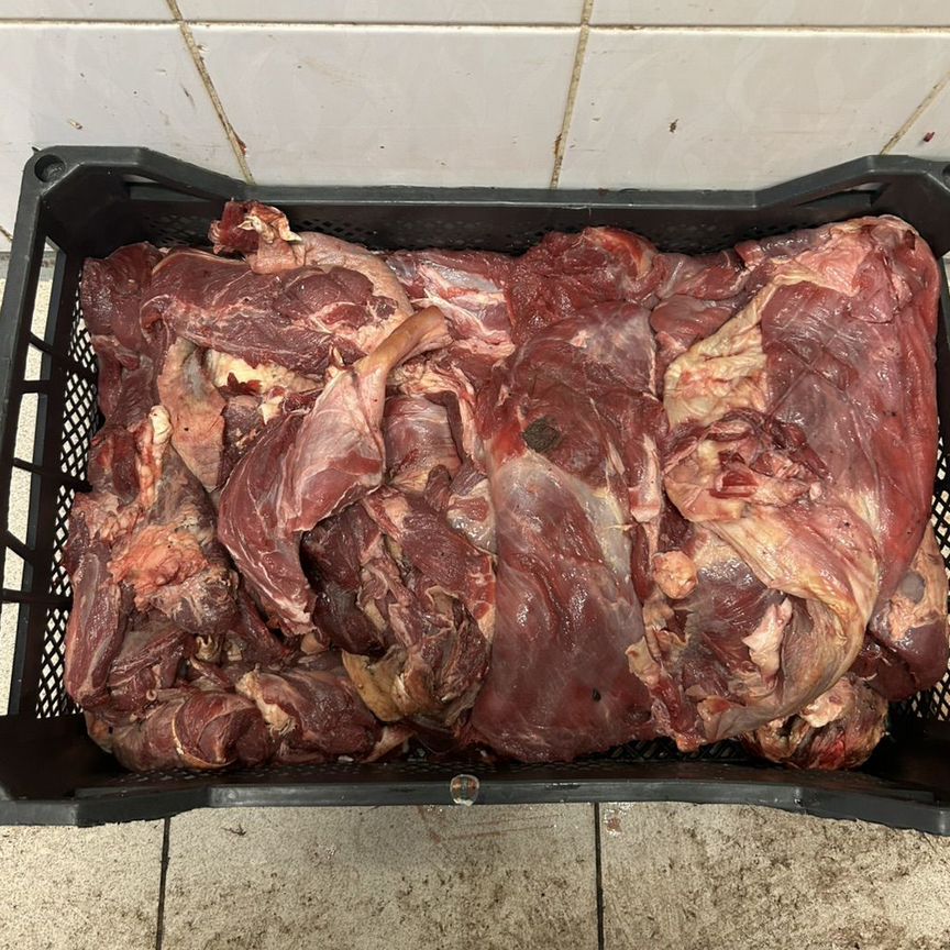 Мясо доя собак говядина