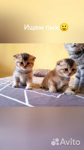 Котята Скотишь фолд