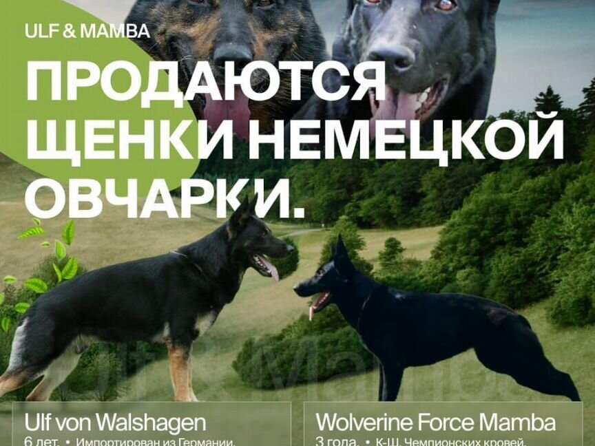 Щенки немецкой овчарки