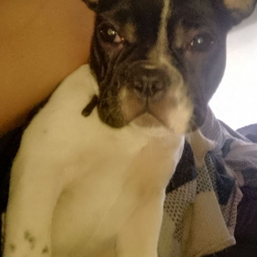 Французский бульдог