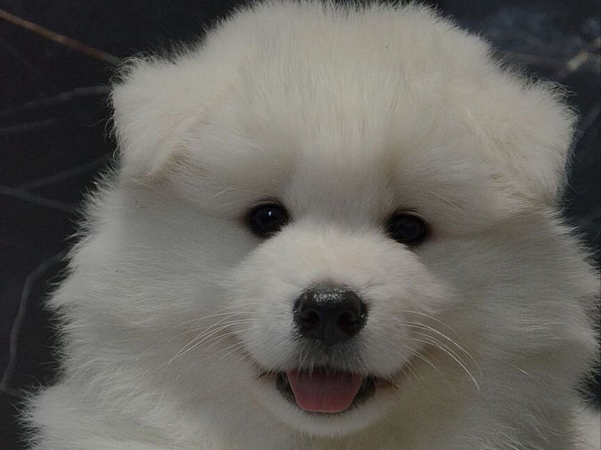 Самоедская лайка девочка